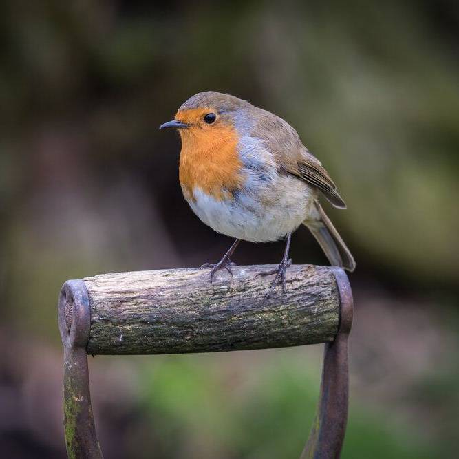 Tree & Gardening Services North Essex - Green Robins